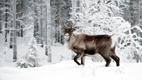 UArctic - University of the Arctic - An audio library of the Evenki ...