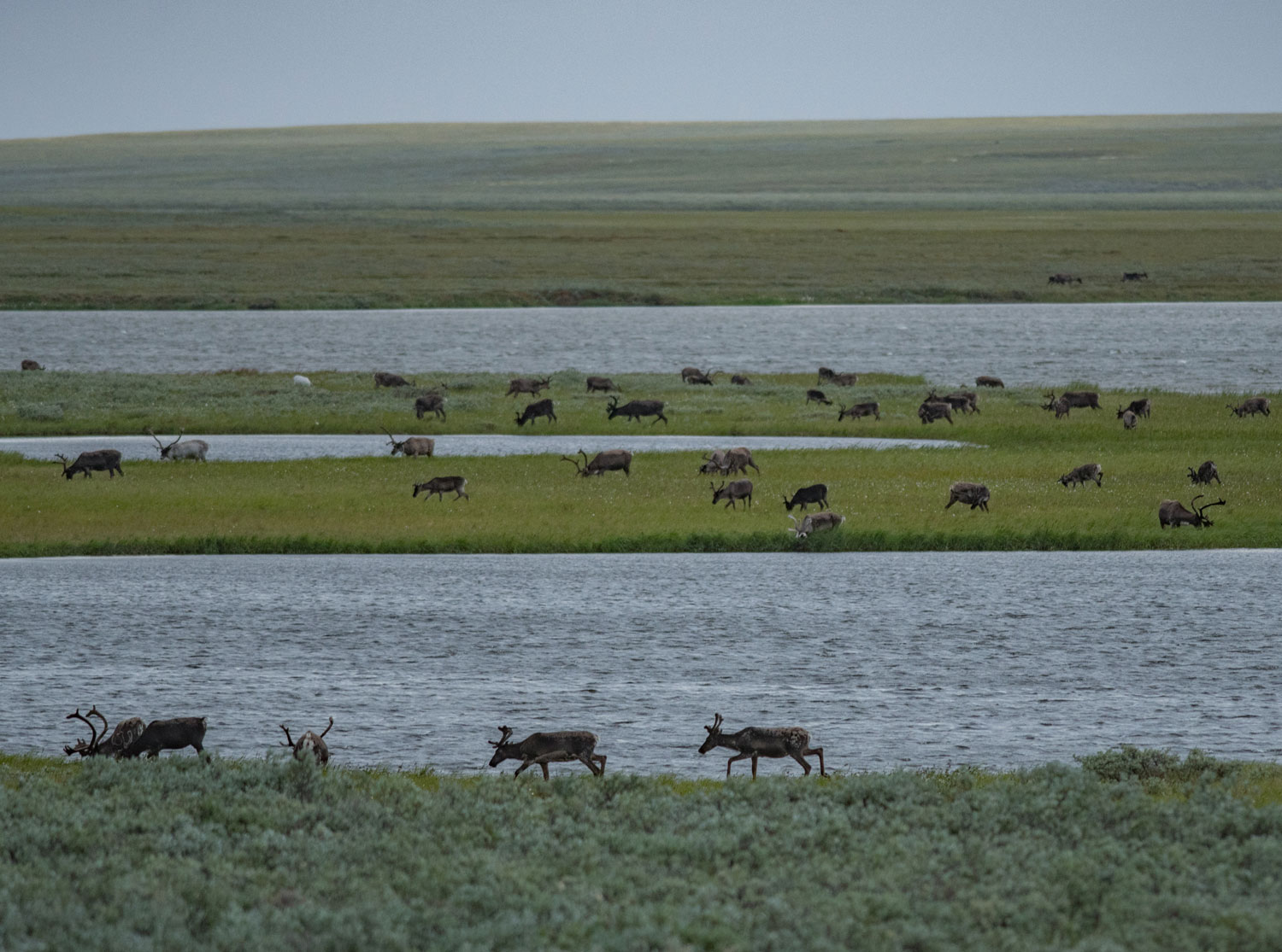 UArctic - University of the Arctic - Eating Plants to Mitigate the ...